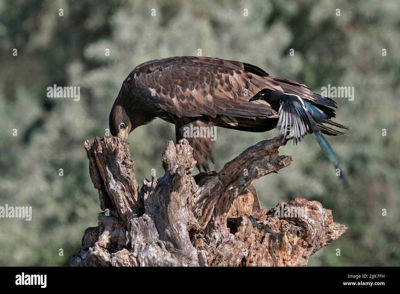 White-tailed Eagle. Romania Stock Photo - Alamy