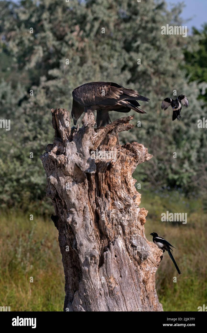 White-tailed Eagle. Romania Stock Photo - Alamy