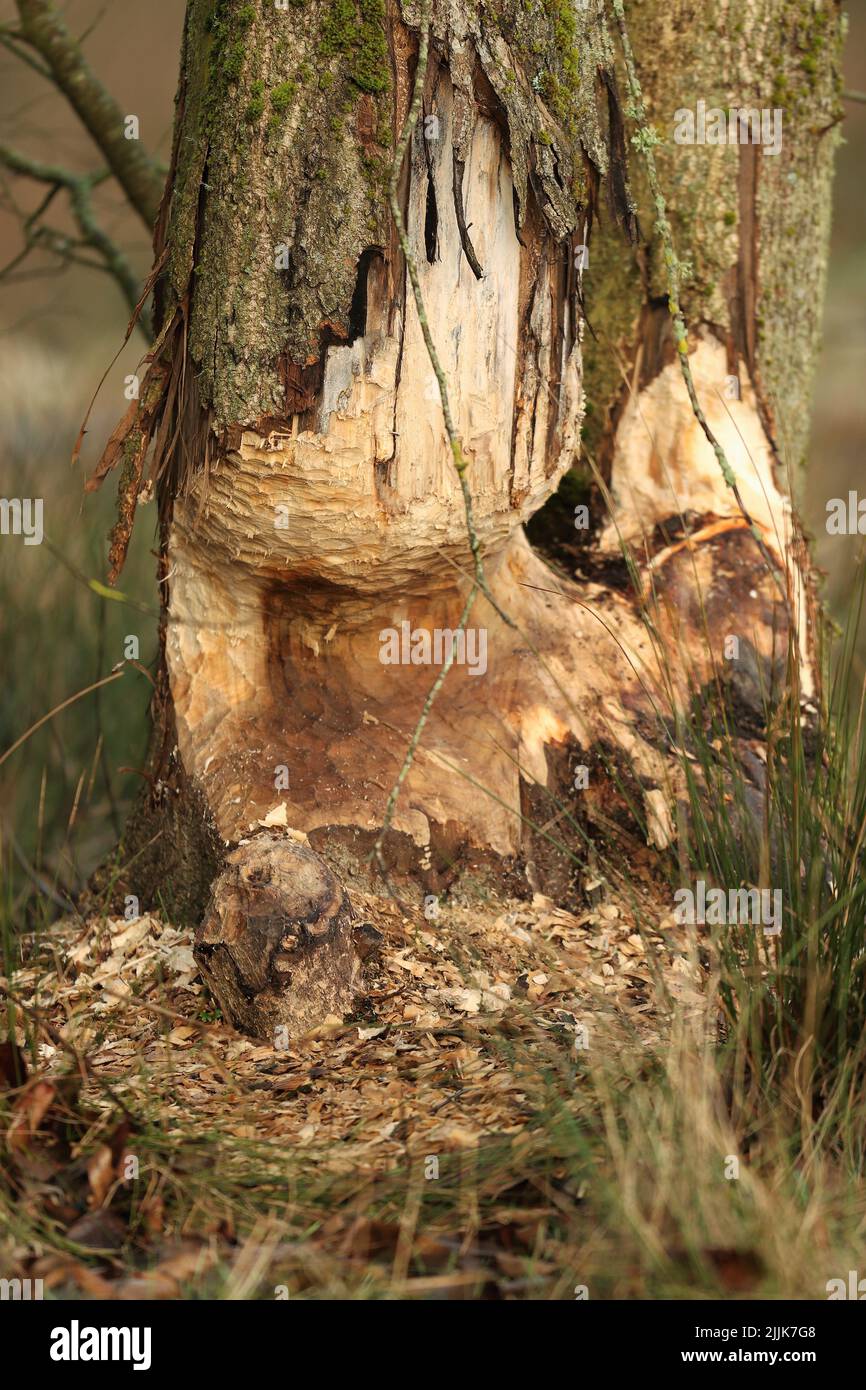 A vertical shot of a broken tree trunk Stock Photo - Alamy