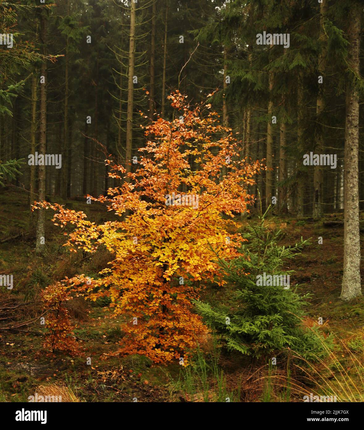 Fall forest leaves hi-res stock photography and images - Alamy