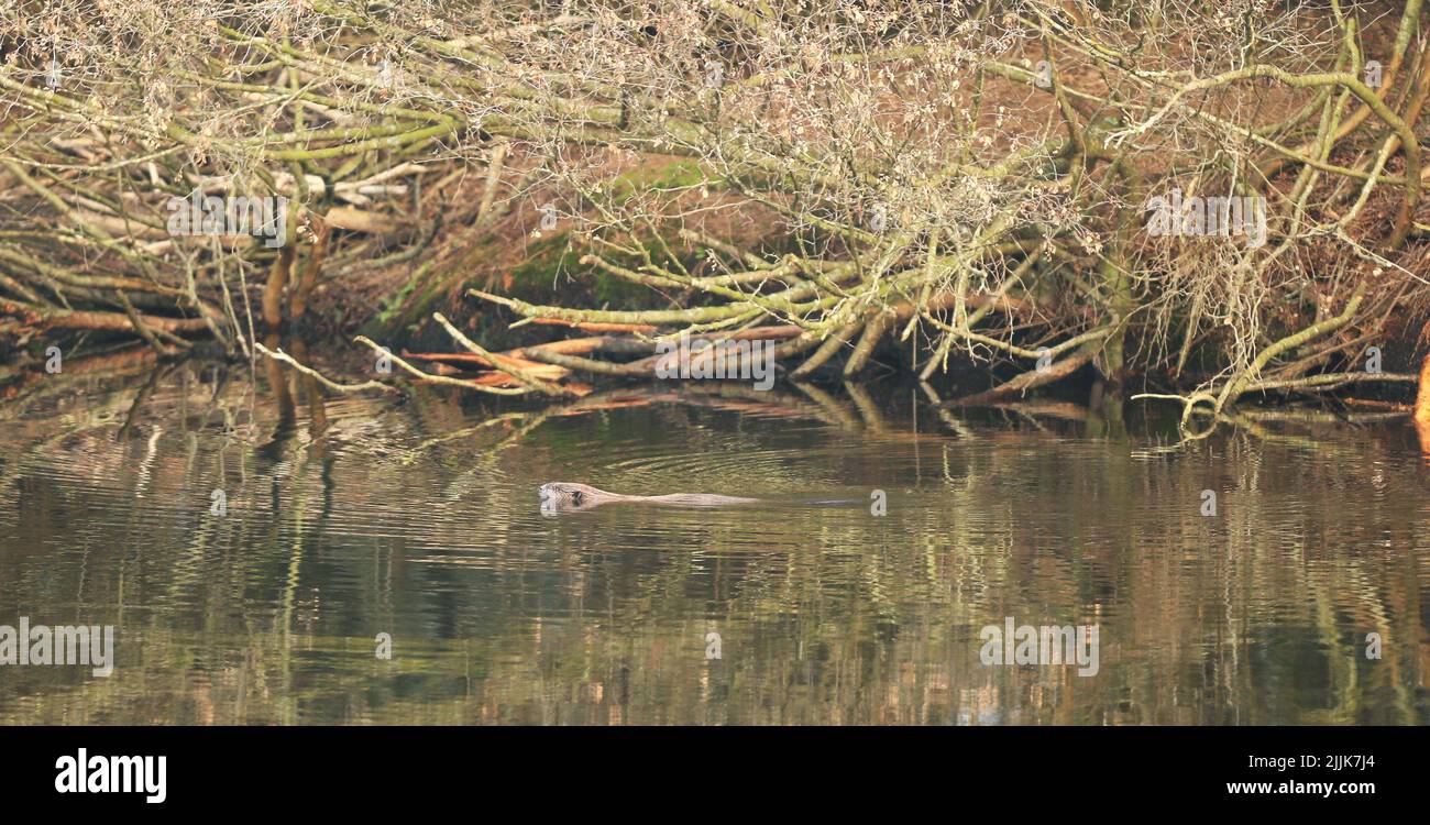 Beaver swamp hi-res stock photography and images - Alamy