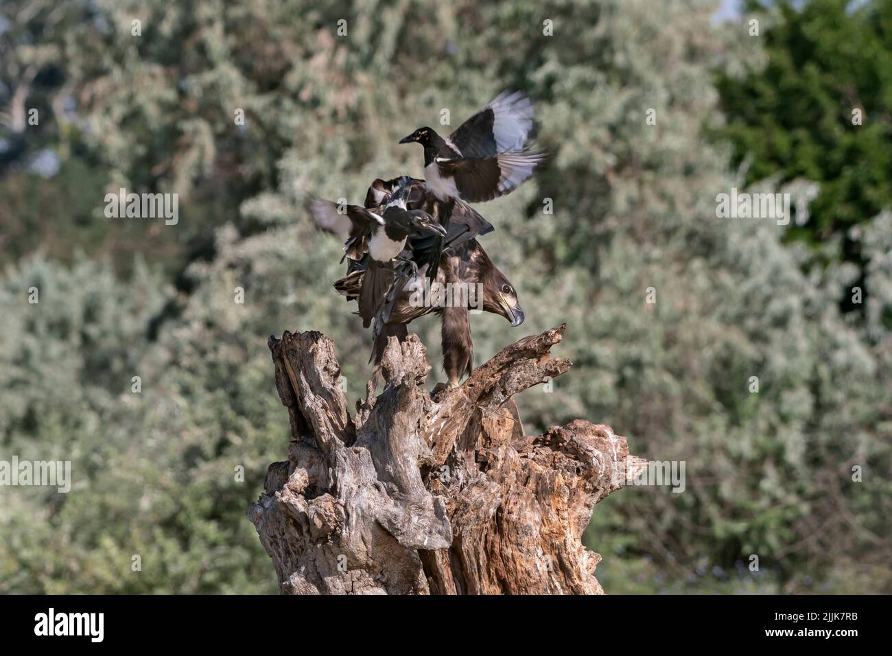 White-tailed Eagle. Romania Stock Photo - Alamy