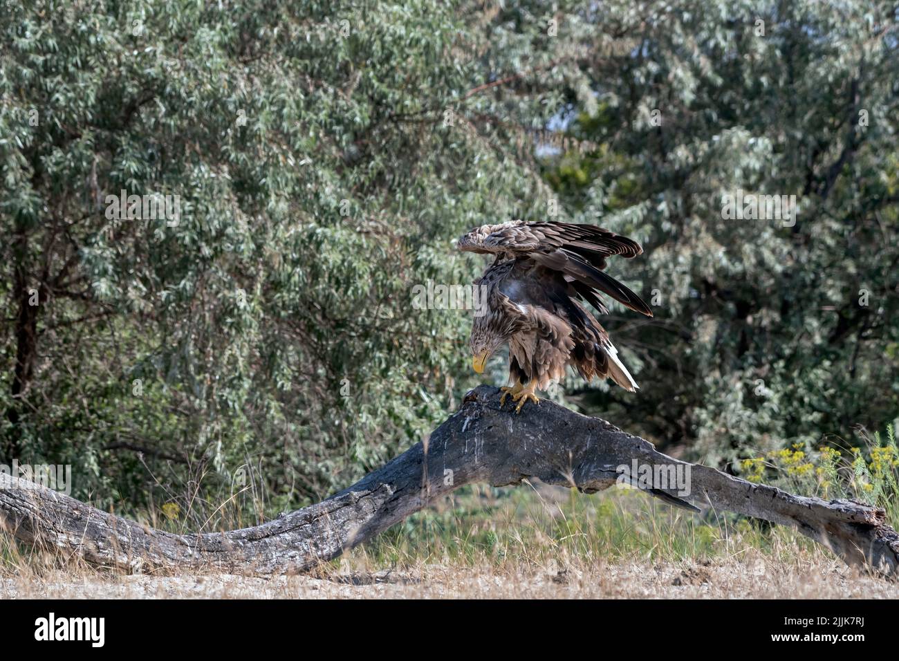 White-tailed Eagle. Romania Stock Photo - Alamy