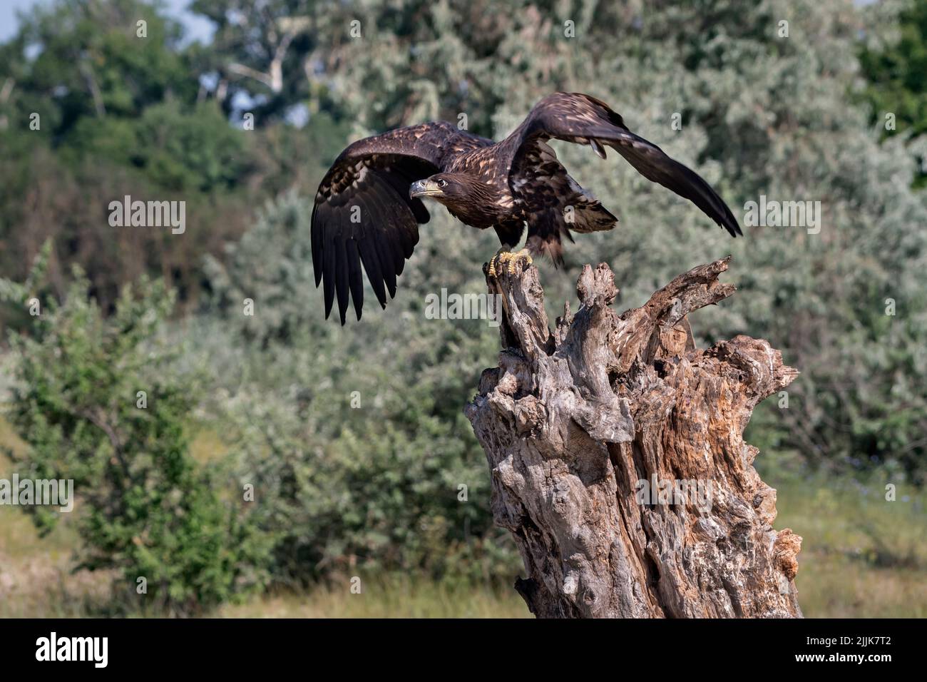 White-tailed Eagle. Romania Stock Photo - Alamy