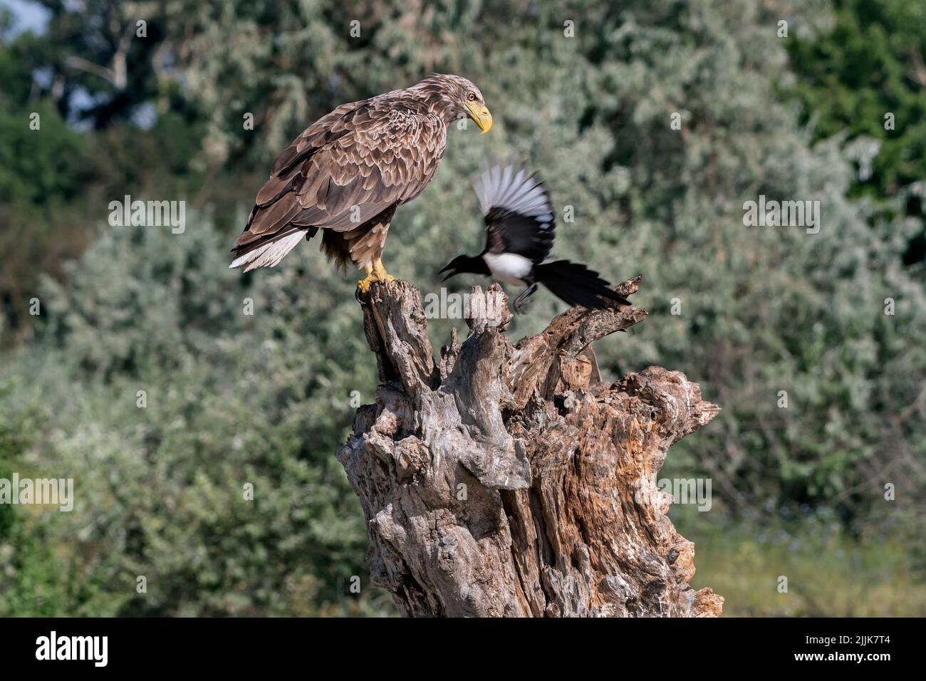 Mobbing of crows on an eagle hi-res stock photography and images - Alamy