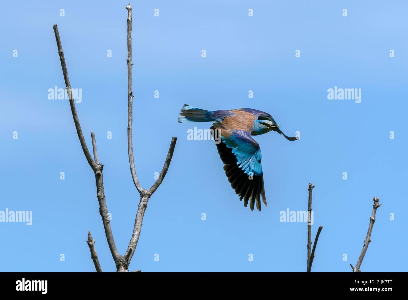 Roller (Coracias garrulus). Romania Stock Photo - Alamy
