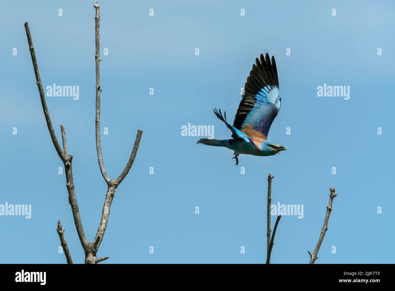 Roller (Coracias garrulus). Romania Stock Photo - Alamy