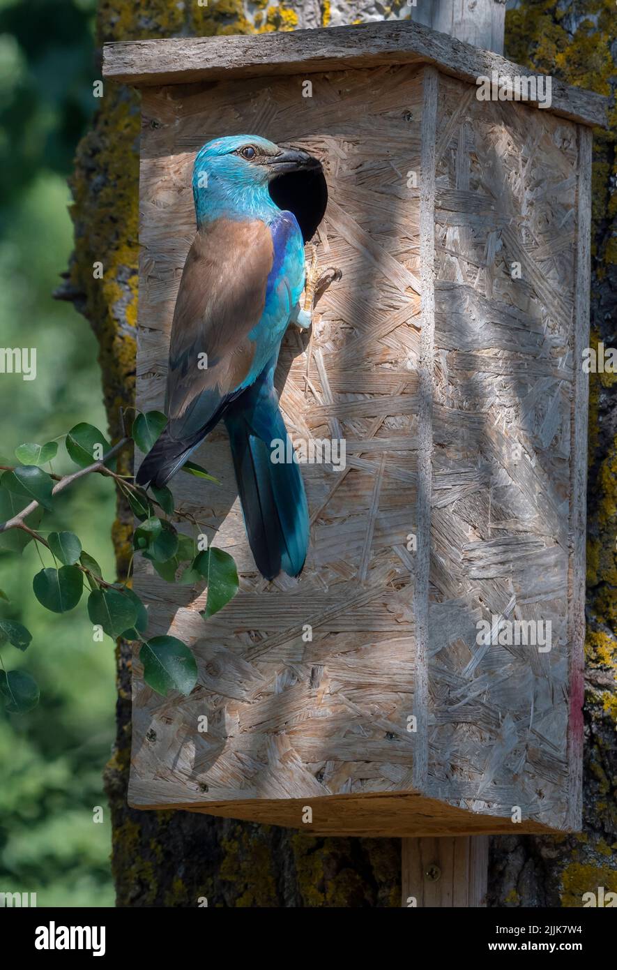 Roller (Coracias garrulus). Romania Stock Photo - Alamy