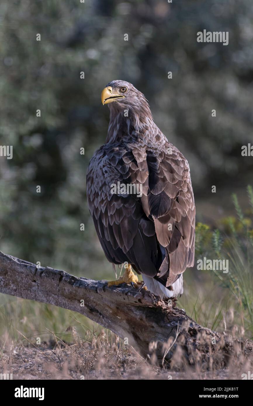White-tailed Eagle. Romania Stock Photo - Alamy