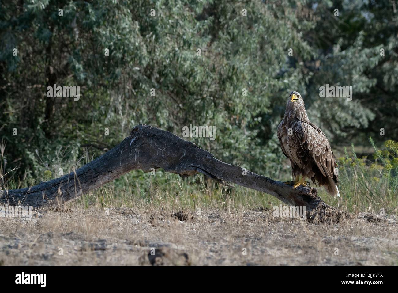 White-tailed Eagle. Romania Stock Photo - Alamy