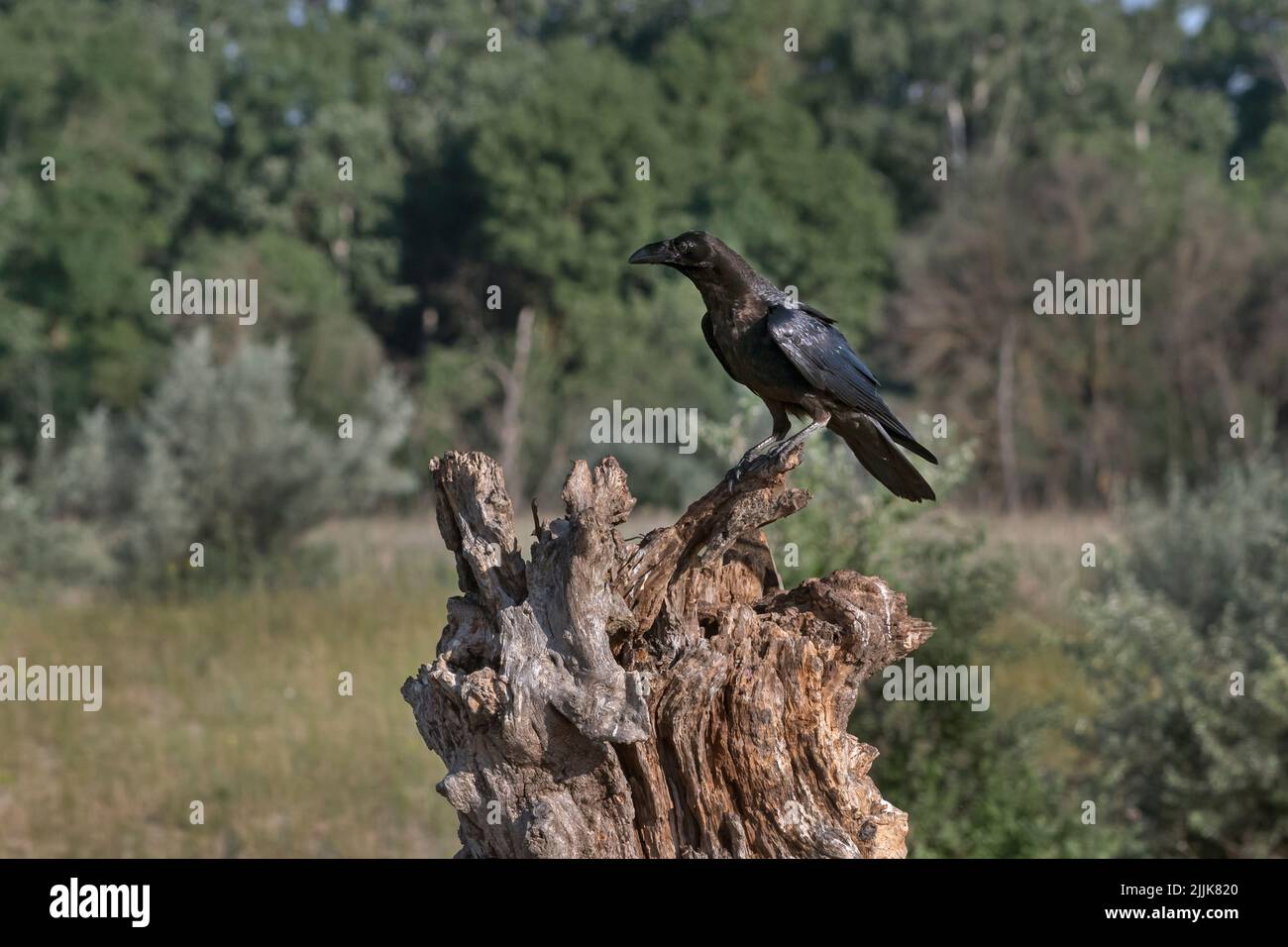 Perch ravens hi-res stock photography and images - Alamy
