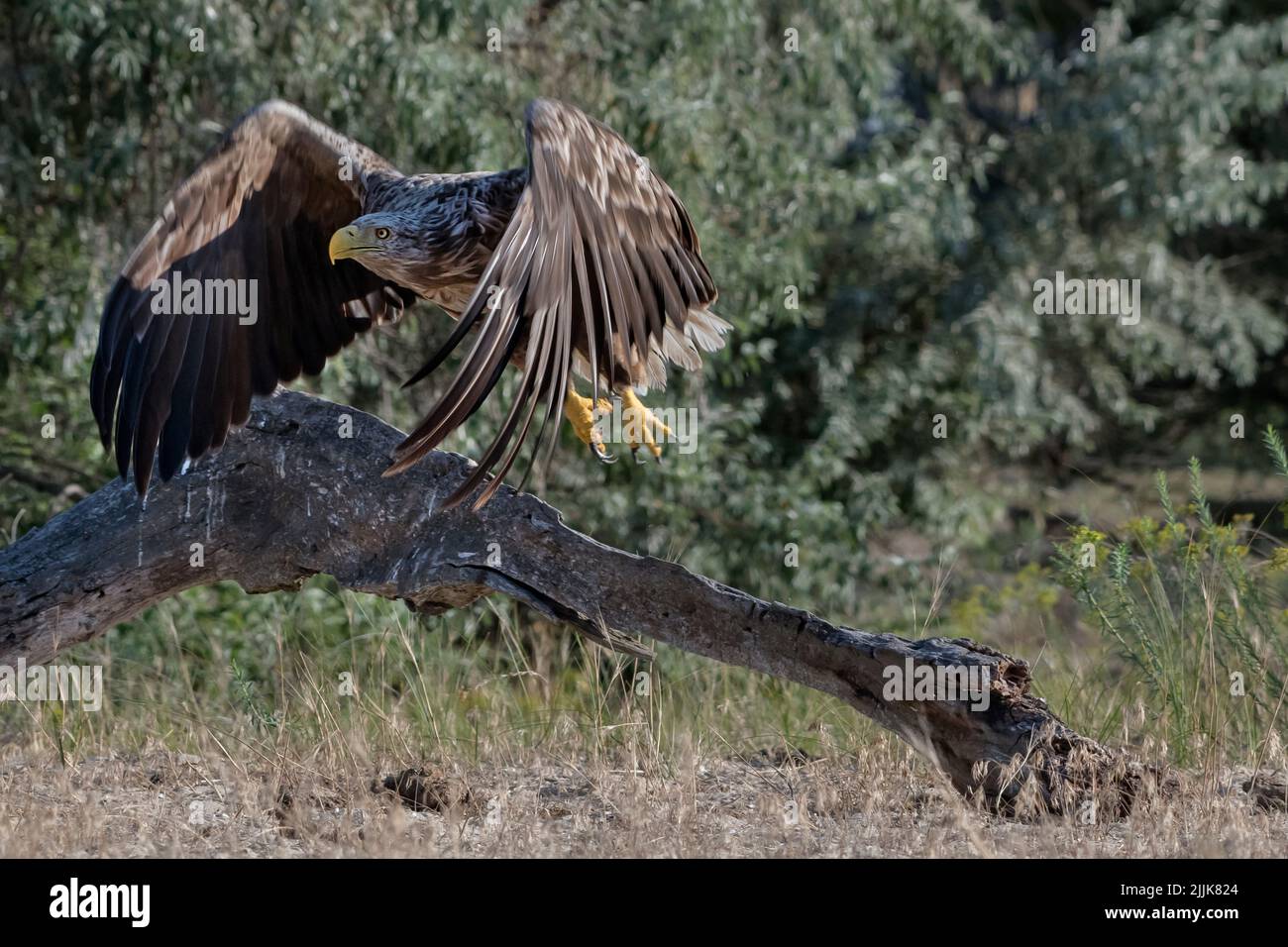 White-tailed Eagle. Romania Stock Photo - Alamy