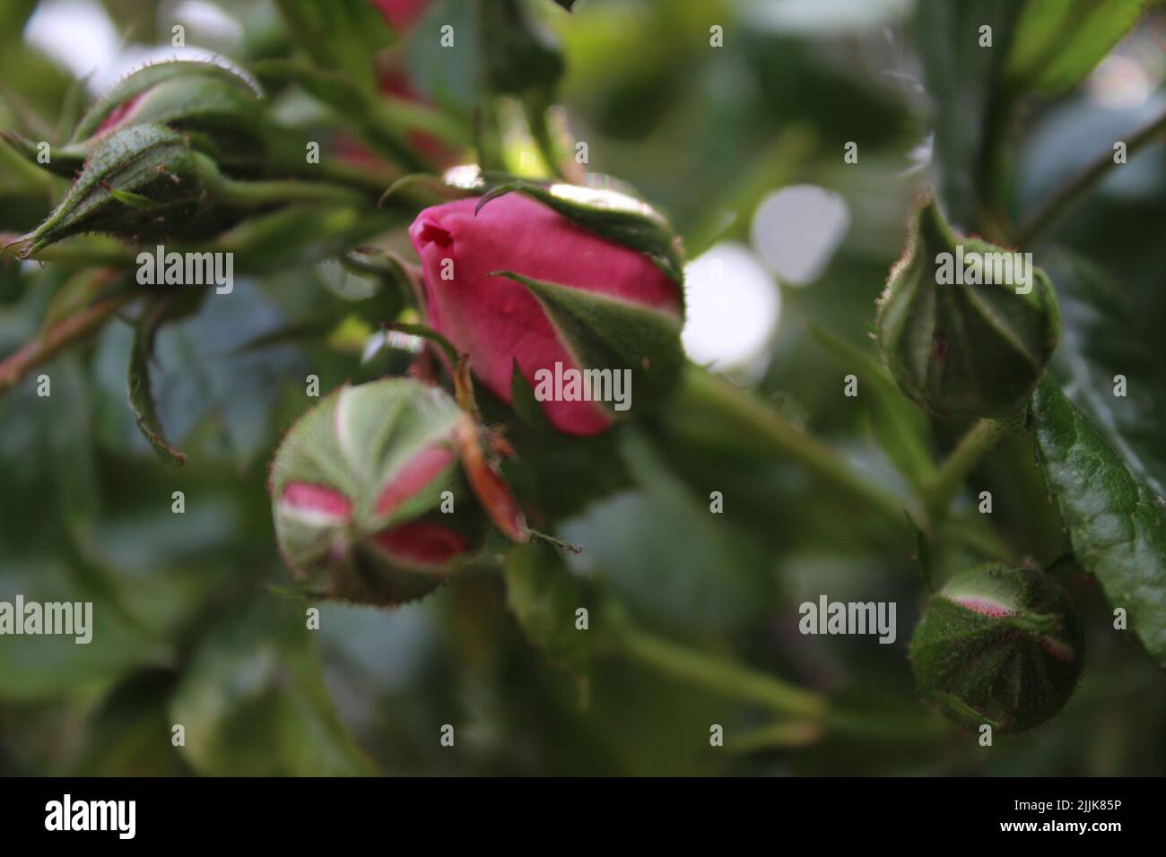 Rose thorn bud hi-res stock photography and images - Alamy