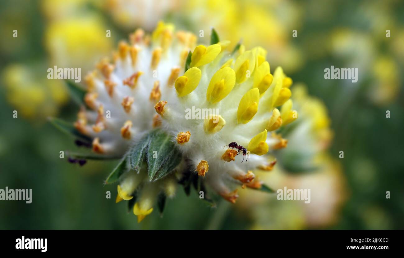 Flower Ulcer wound healing or Ulcer common, or Cinder or Hare clover ...