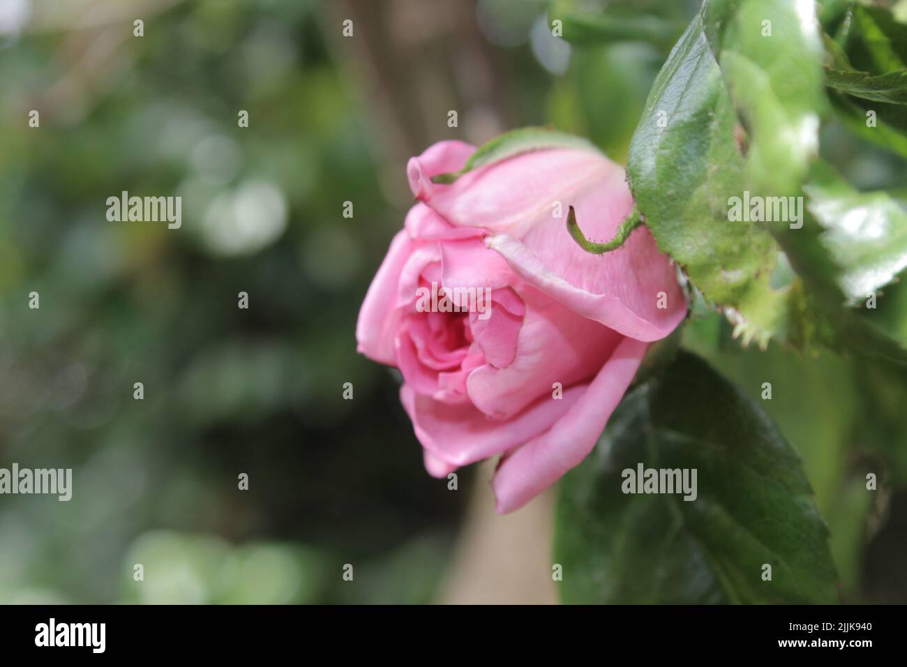 Rosebuds macrophotography. Summer blossoms in close-up. Pink Roses in ...