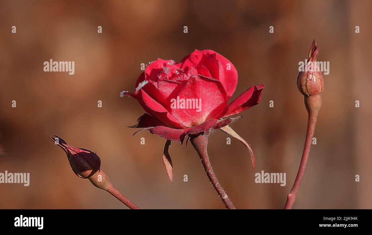 Rose flower close-up is a perennial bush plant, Rosaceae family ...