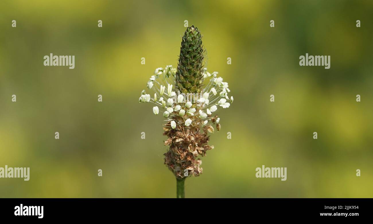 The flower Plantain lanceolate or Plantain lanceolate is a herbaceous ...