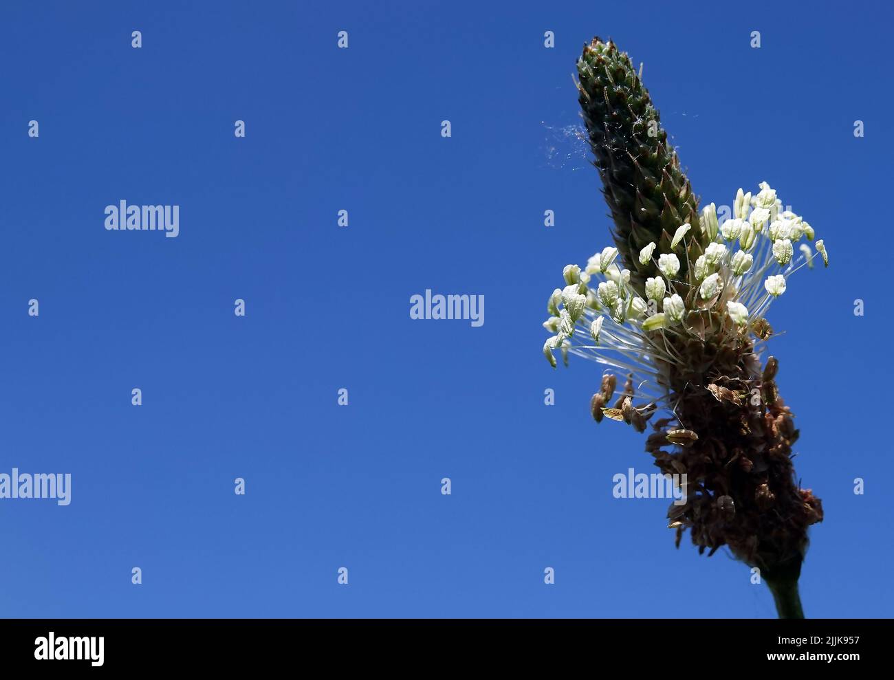 The flower Plantain lanceolate or Plantain lanceolate is a herbaceous ...