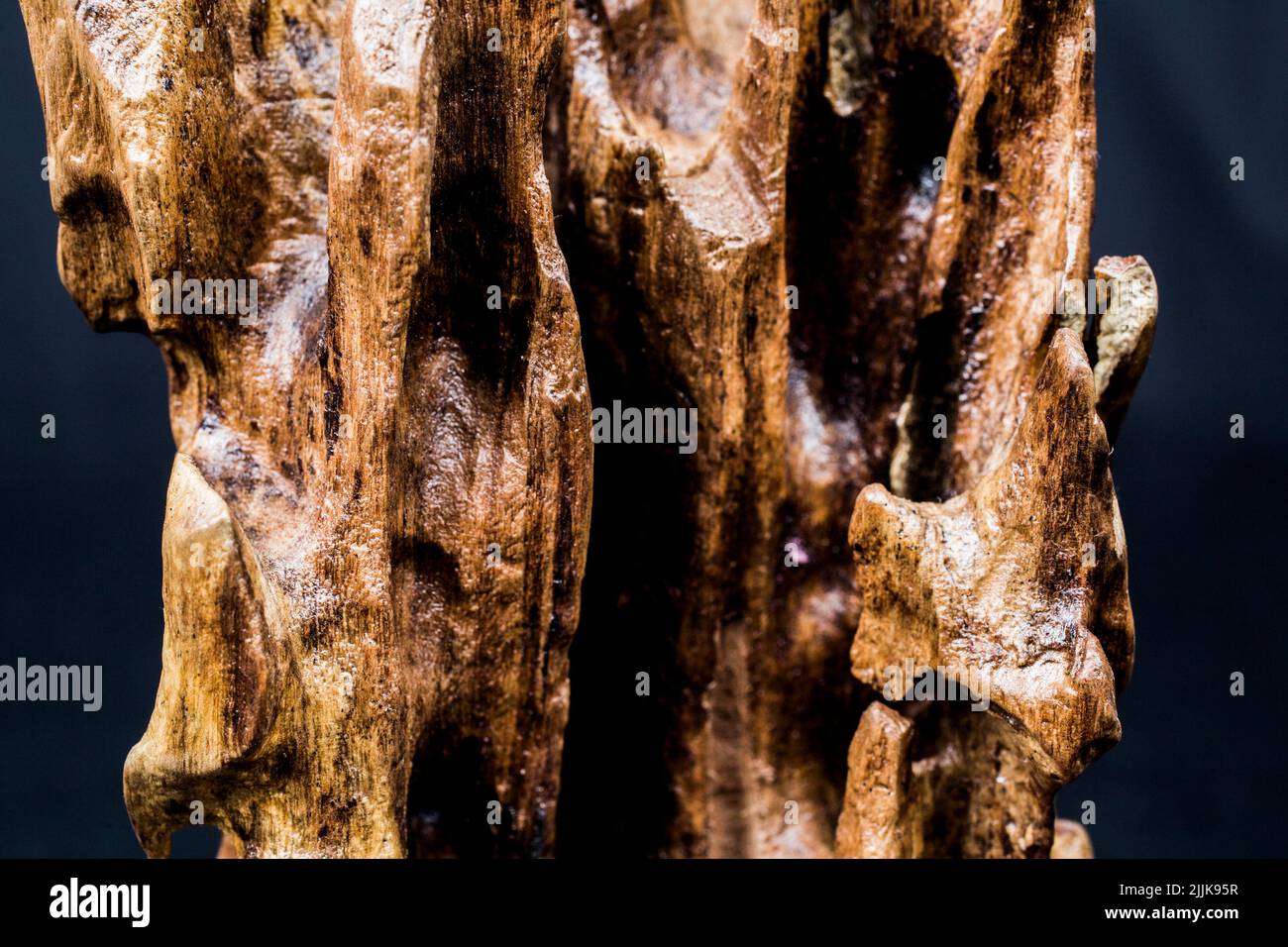 The wooden branch details close up shot Stock Photo - Alamy