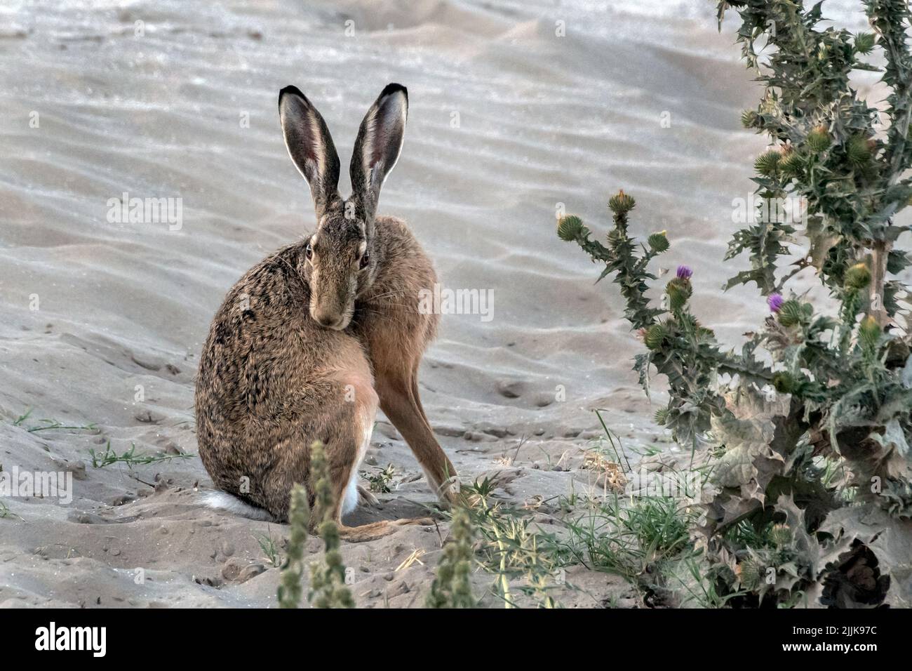 Hare toilet hi-res stock photography and images - Alamy