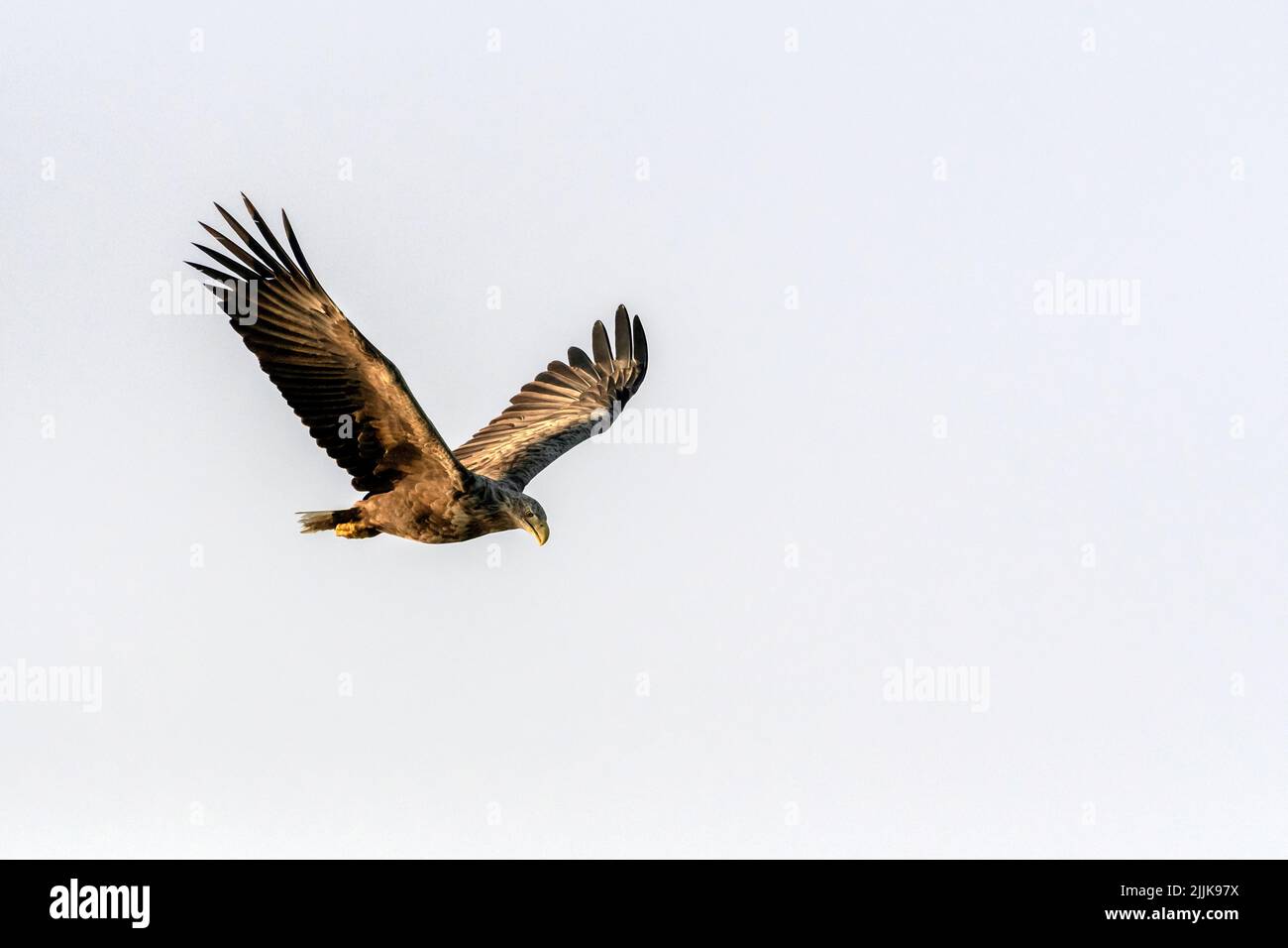 White-tailed Eagle. Romania Stock Photo - Alamy