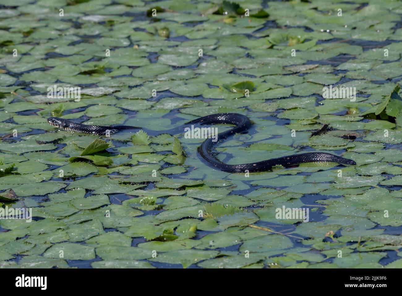 Grass Snake (Natrix sp). Romania Stock Photo - Alamy