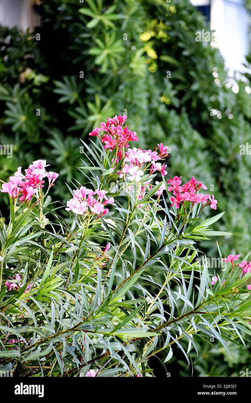 A vertical closeup of beautiful pink flowers and their plant in the ...