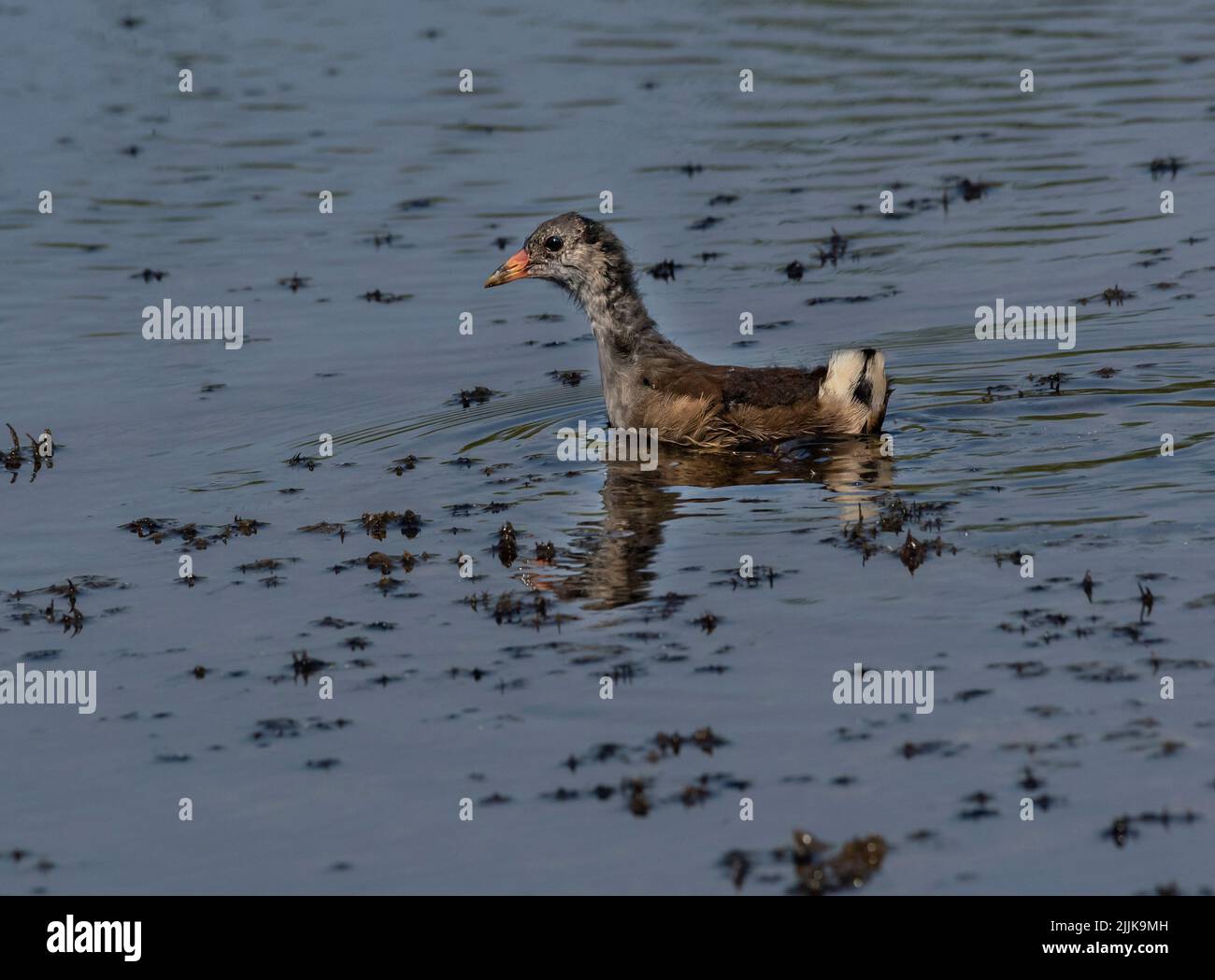 Common Hen (Gallinula chloropus). Romania Stock Photo - Alamy