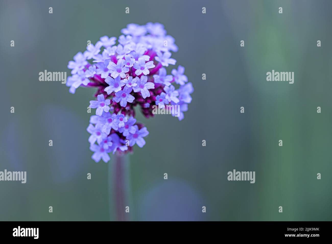 Purple Vervain flower Stock Photo - Alamy