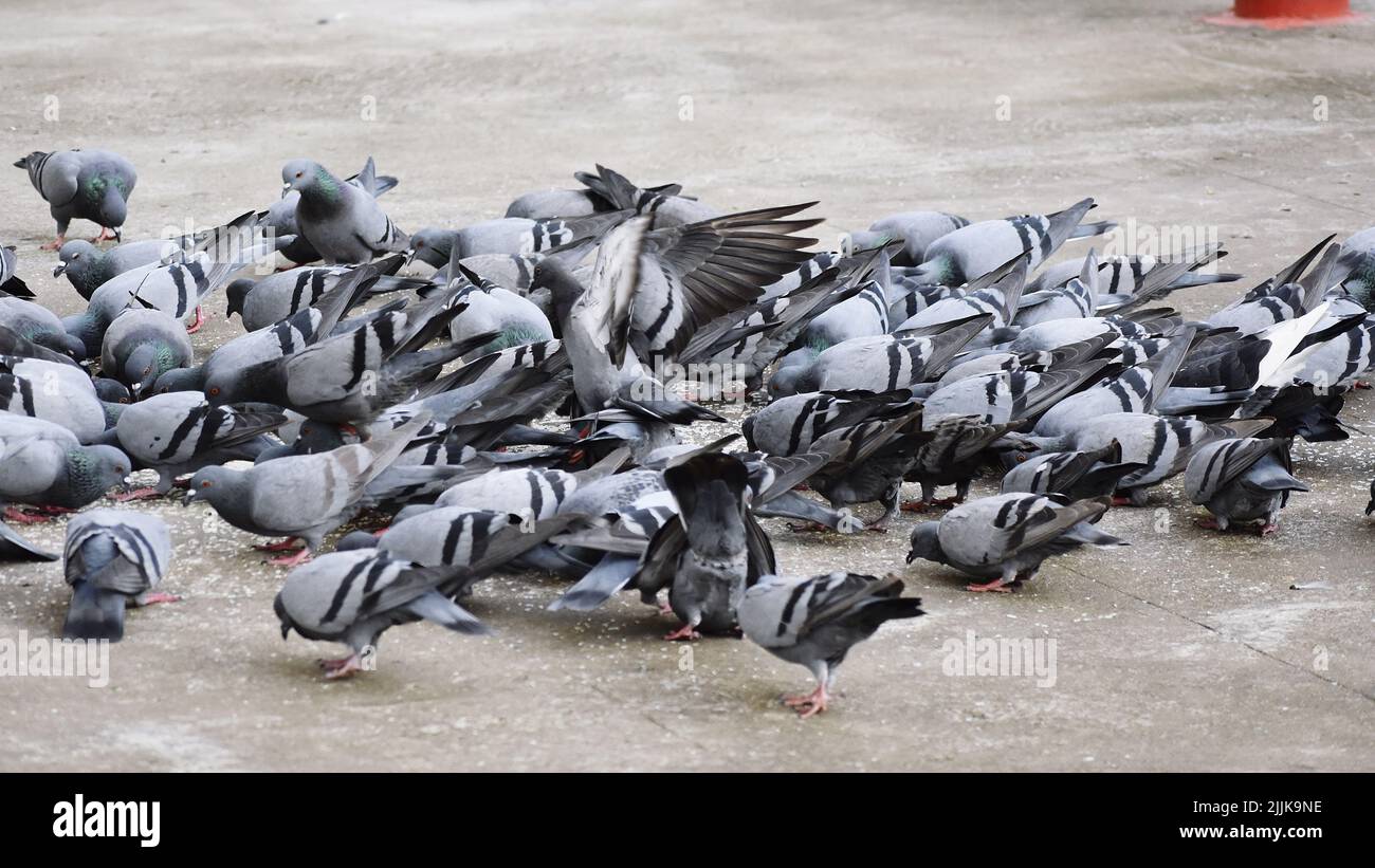 A closeup of a flock of pigeons pecking on the ground with their beaks ...