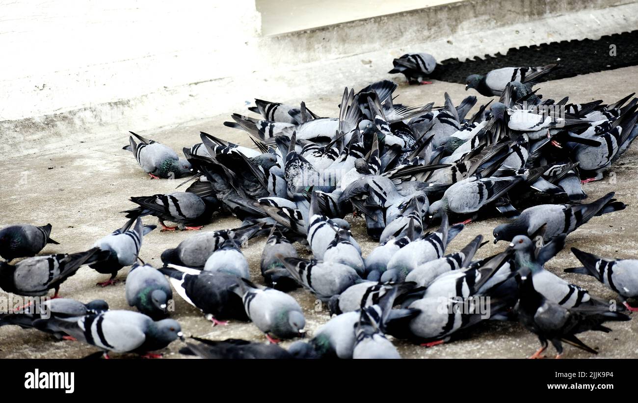 A closeup of a flock of pigeons pecking on the ground with their beaks ...