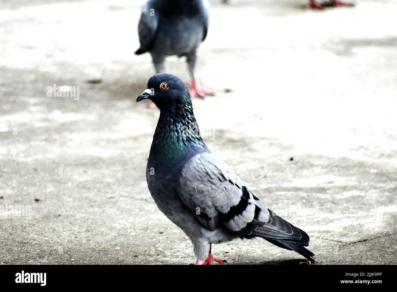 Feral pigeon beak hi-res stock photography and images - Alamy