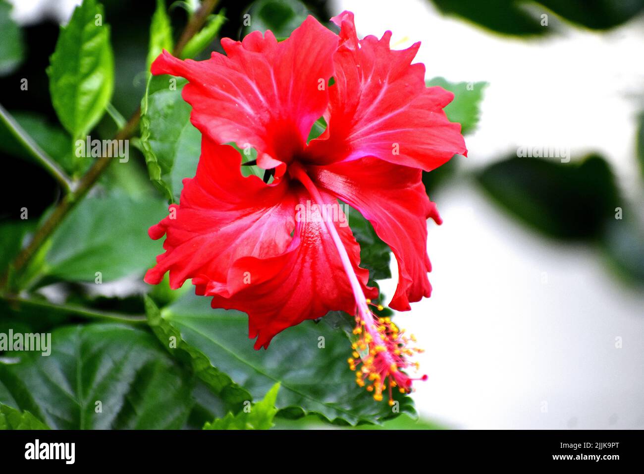 A closeup of a single red Hibiscus flower against the background of the ...