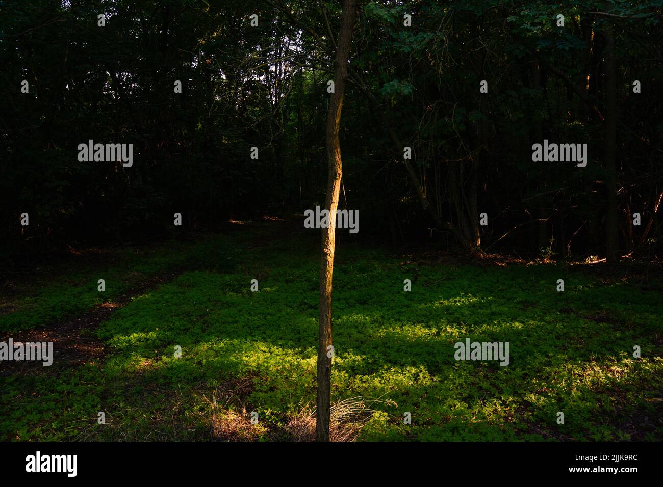 Lit from the side hi-res stock photography and images - Alamy