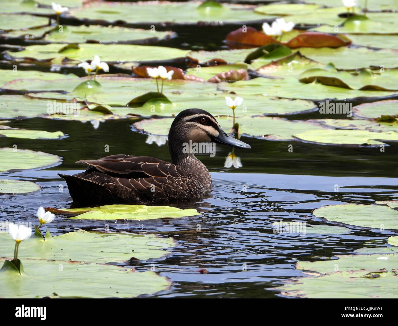 A Pacific black duck floating in the lake Stock Photo - Alamy