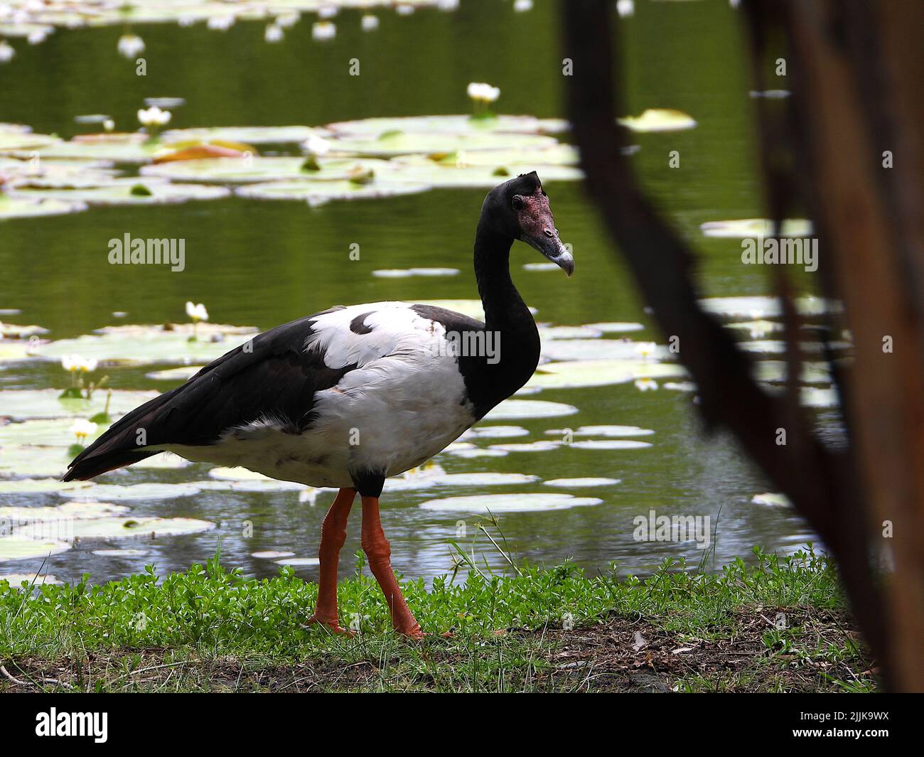 Magpie goose hi-res stock photography and images - Alamy
