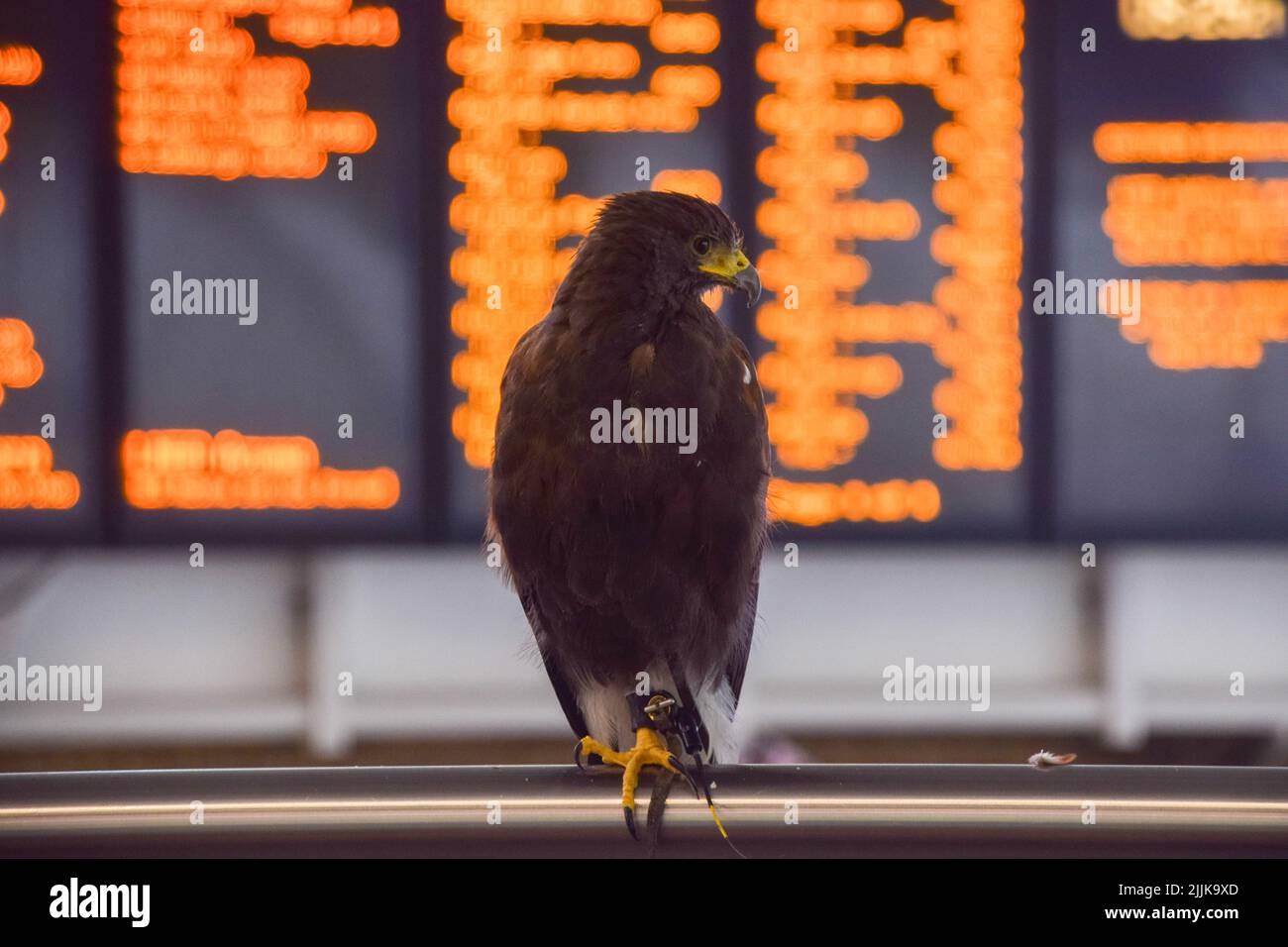 London, UK. 27th July 2022. A trained hawk keeps pigeons away at King's ...