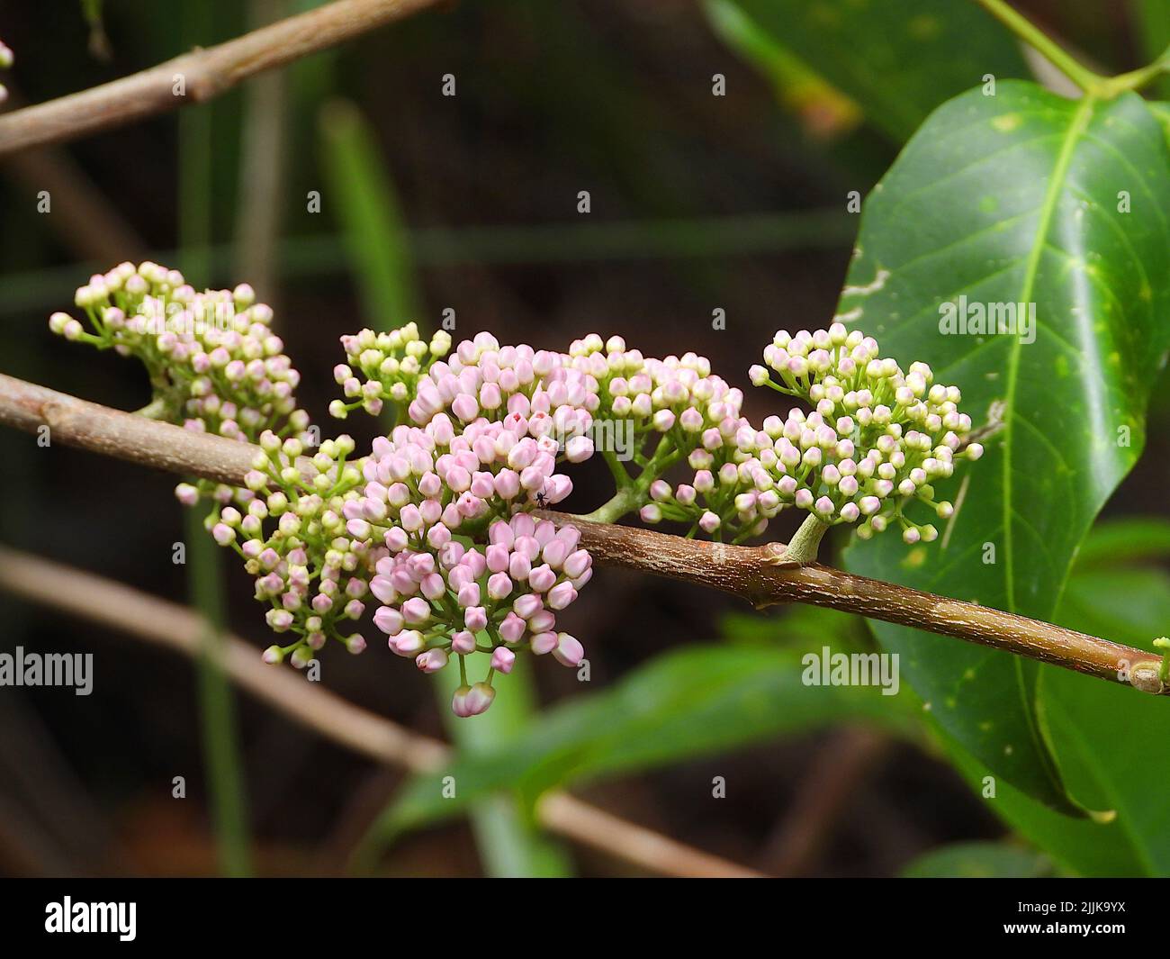 Callicarpa formosana hi-res stock photography and images - Alamy