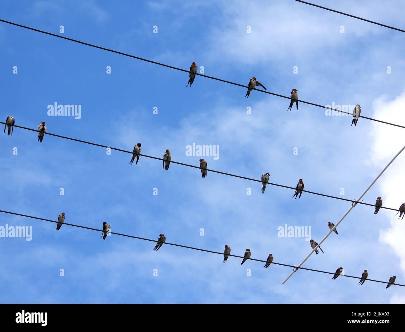 A flock of swallow birds sitting on the powerlines Stock Photo - Alamy