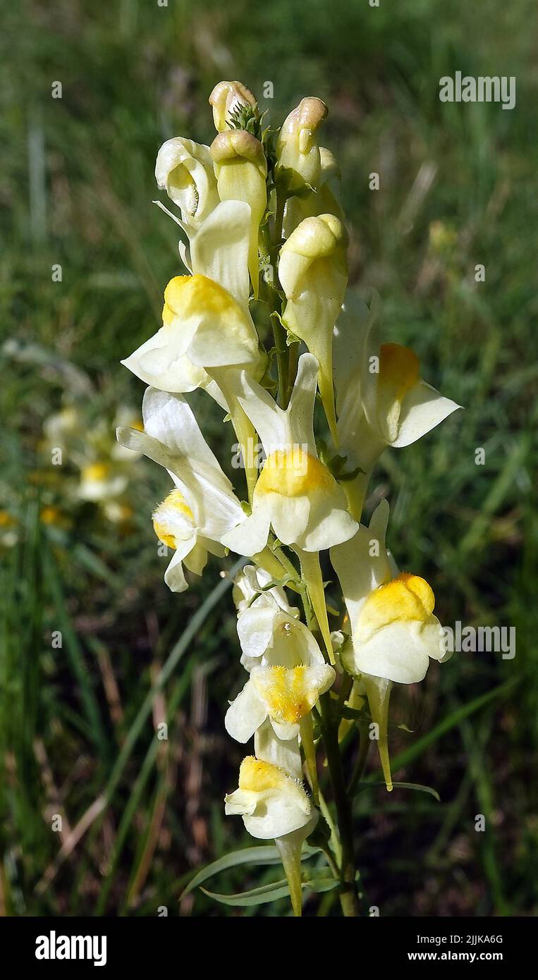 Flower Toadflax or wild snapdragon is a herbaceous perennial plant of ...
