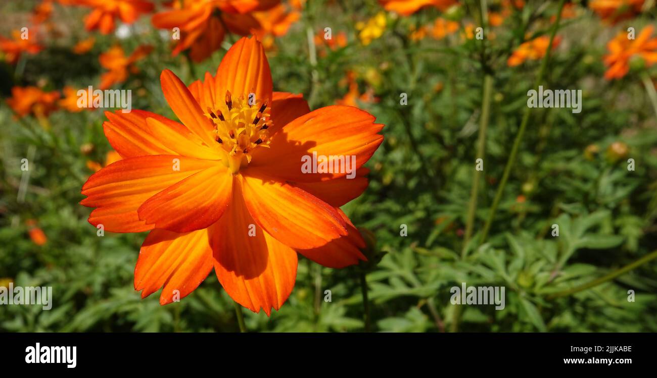 Sulfur-yellow Cosmea flower is an annual flowering plant of the ...