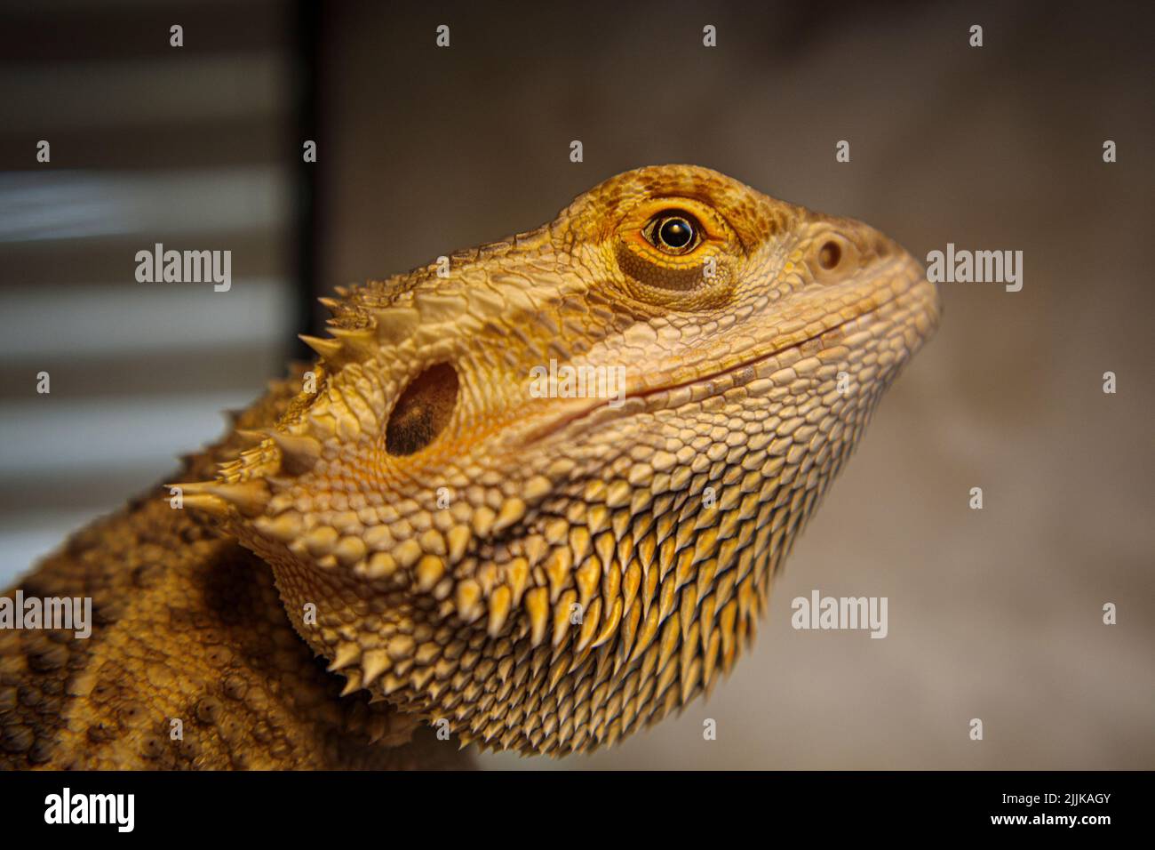 Dragon skin hi-res stock photography and images - Alamy