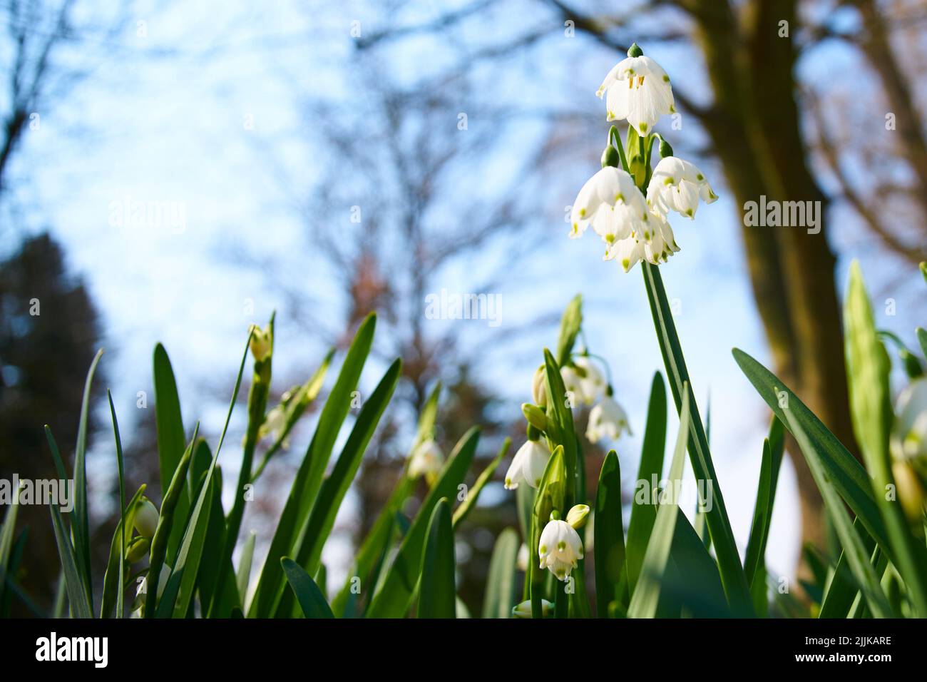 A closeup of beautiful white snowflake flowers in a garden with trees ...