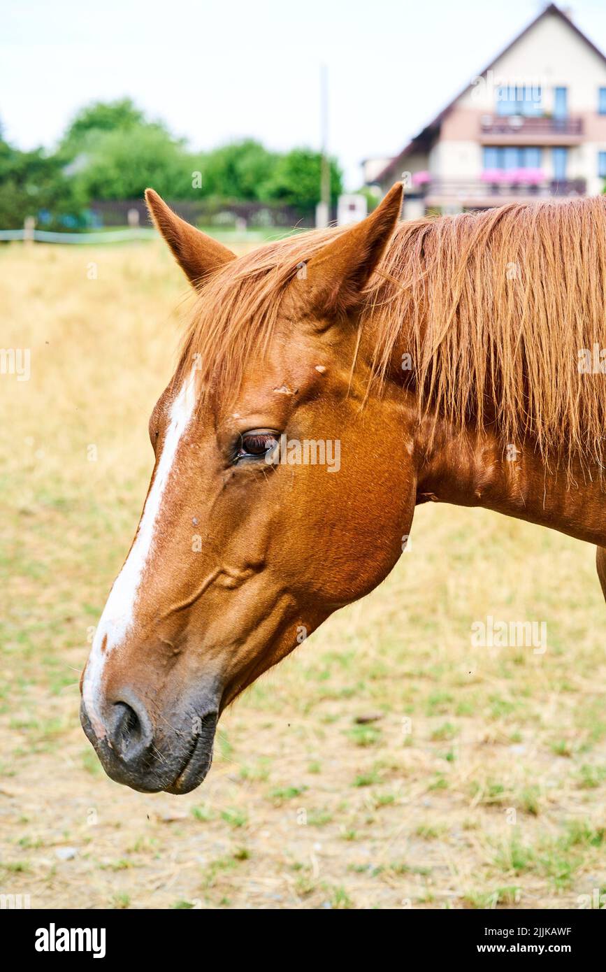 outdoor picture of Horse head close up Stock Photo - Alamy