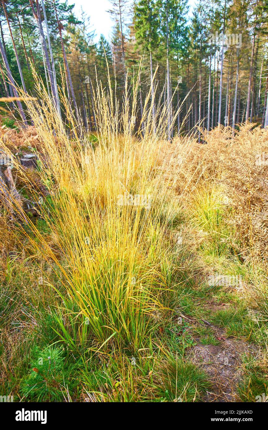Beautiful field of grass hi-res stock photography and images - Alamy