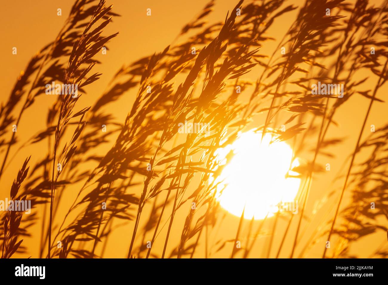 view on rising sun rising through wild plants on meadow Stock Photo - Alamy