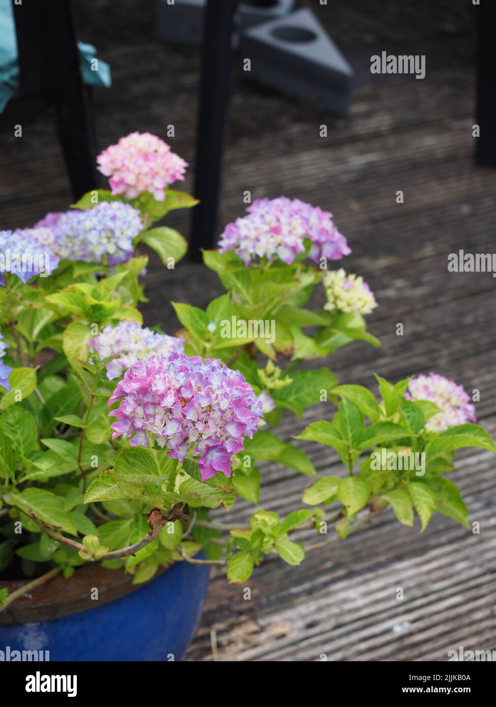 An attractive pastel pink hydrangea flowering in a blue ceramic pot on ...