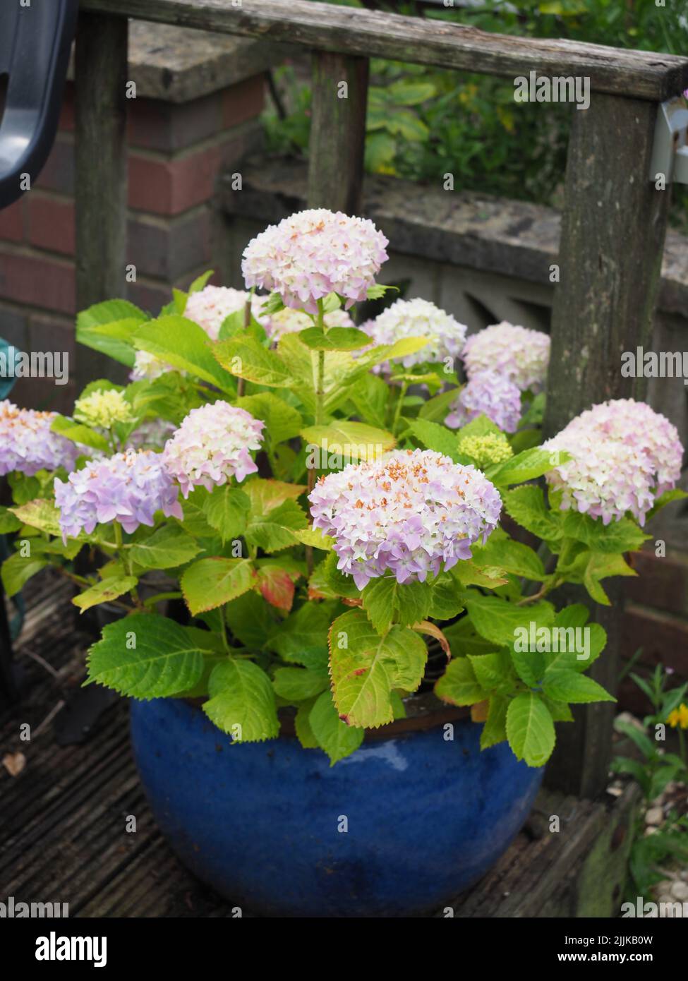 An attractive pastel pink hydrangea flowering in a blue ceramic pot on ...