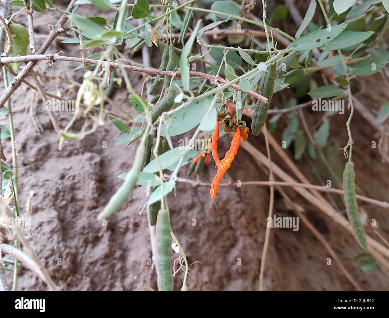 Indian cadaba hi-res stock photography and images - Alamy