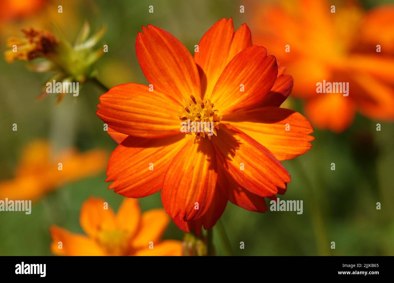 Sulfur-yellow Cosmea flower is an annual flowering plant of the ...